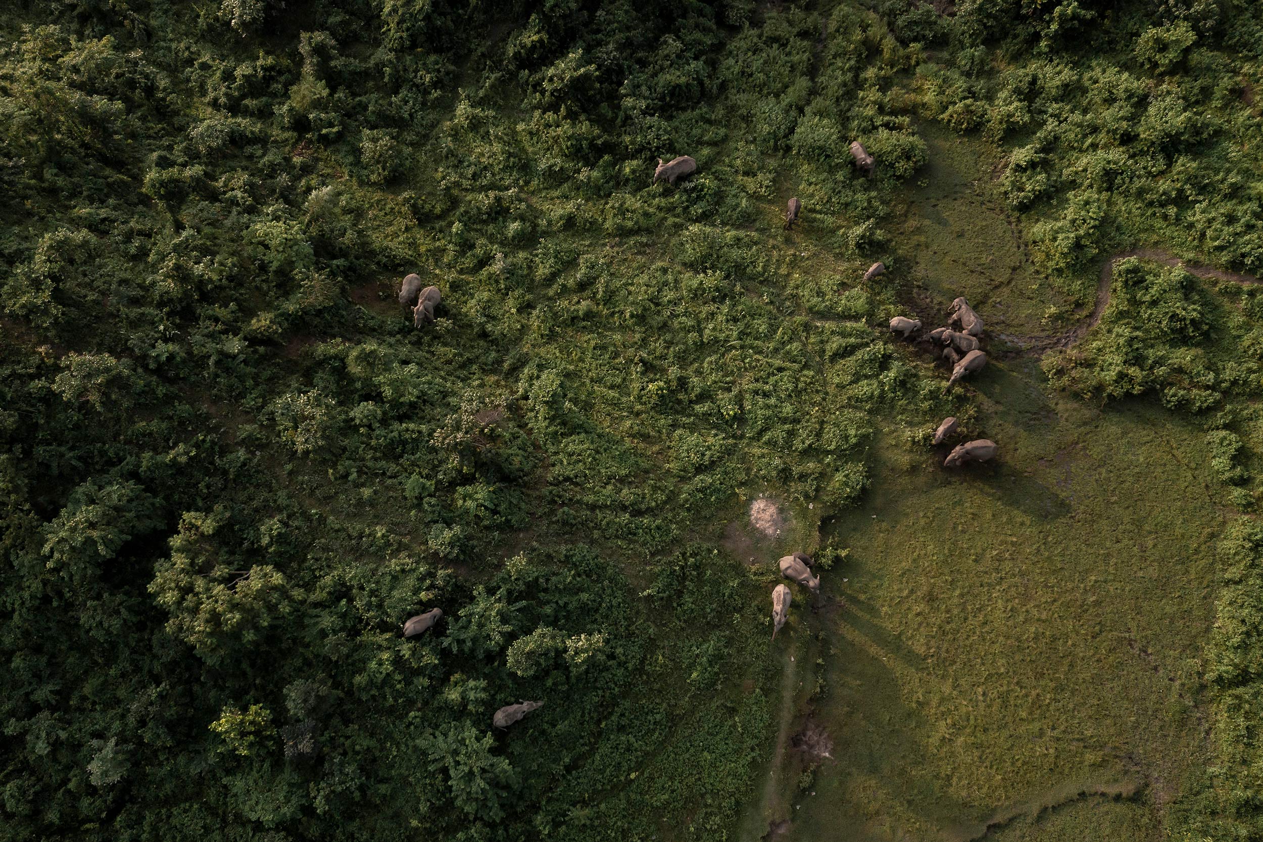 Fight for Home - IFPA